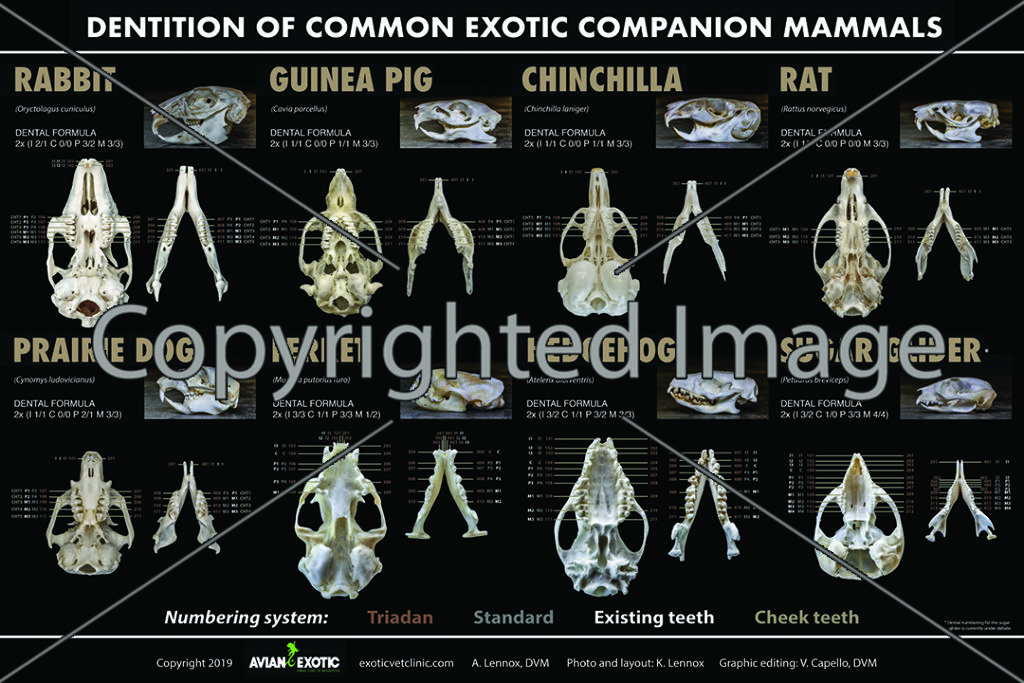Dentition Poster of Exotic Mammals | Veterinary Specialty Products